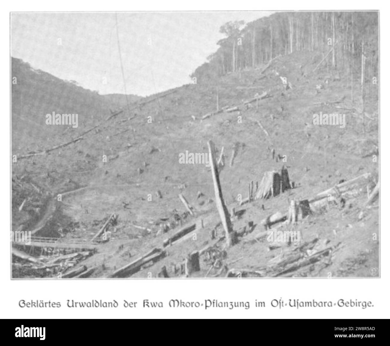 WOHLTMANN(1904) p081 Beräumte Urwaldpartie der Kwa Mkoro Pflanzung im ...