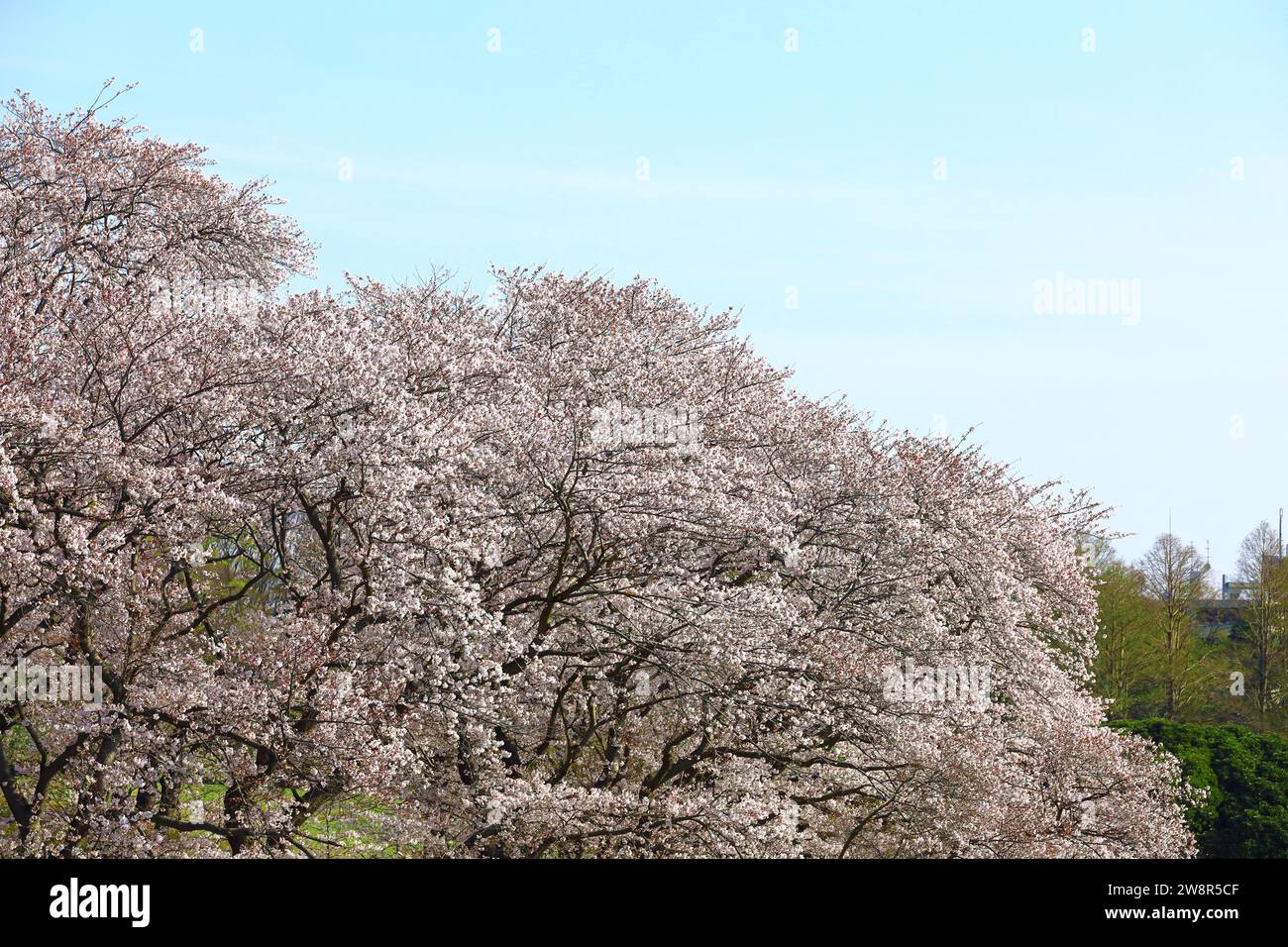 Beautiful scenery in Japan Hill with cherry blossoms in full bloom ...