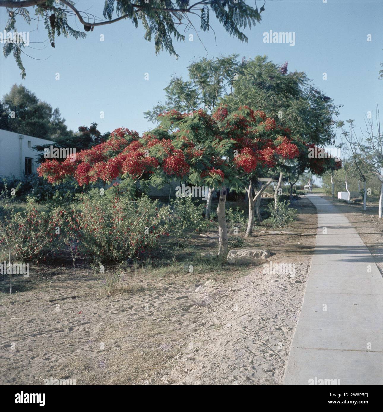 Kibbutz Yad Mordechai. Flowering tree along a path ca. 1960s Stock ...