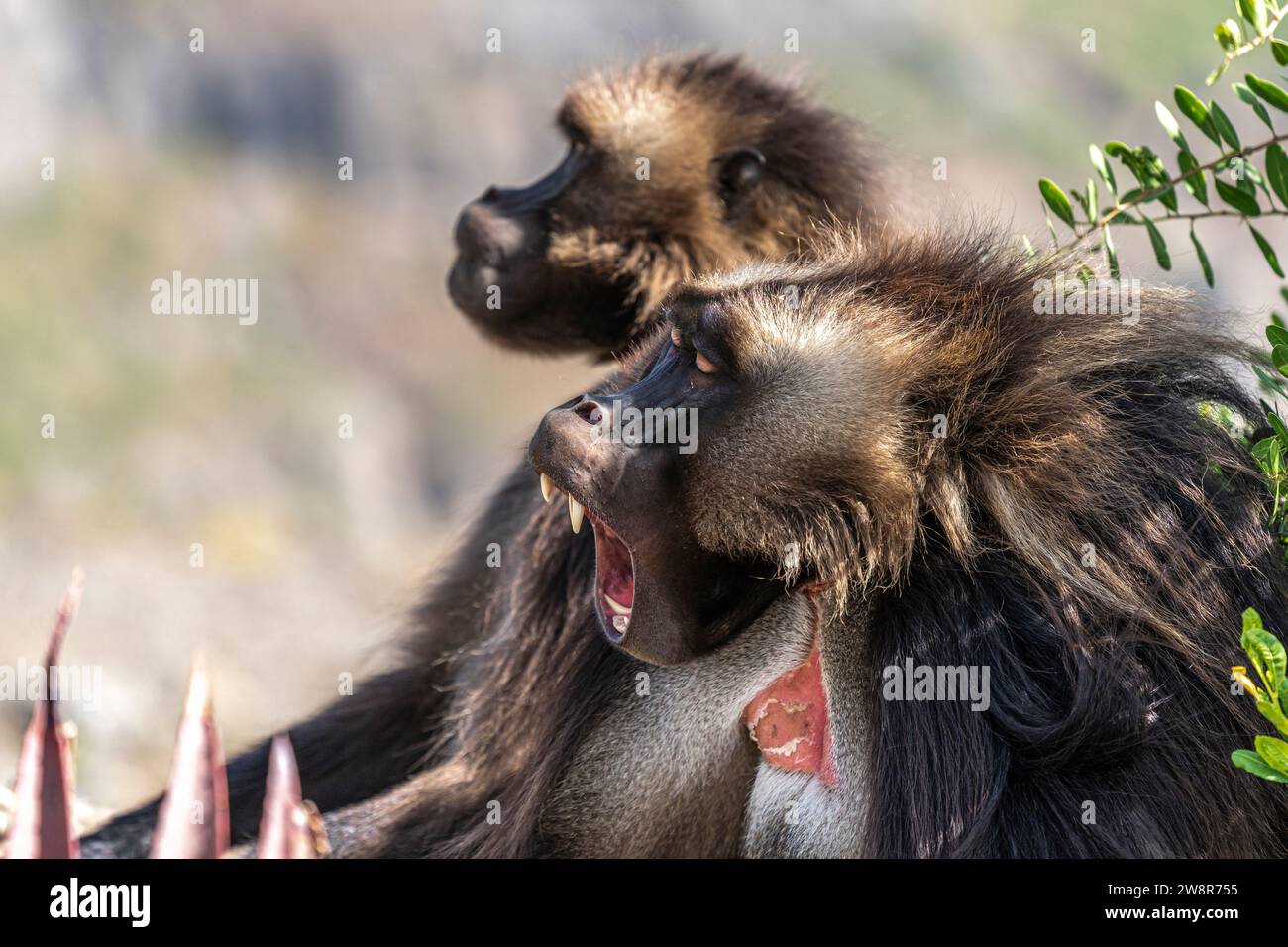 A gelada monkey opening its mouth wide to bear its teeth, Simien ...