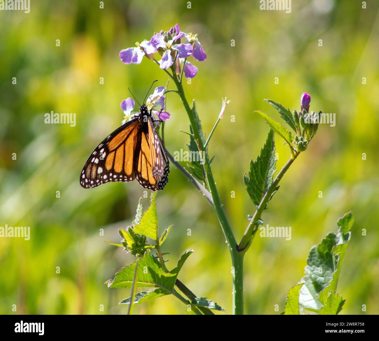 Monarch migration california flowers hi-res stock photography and ...