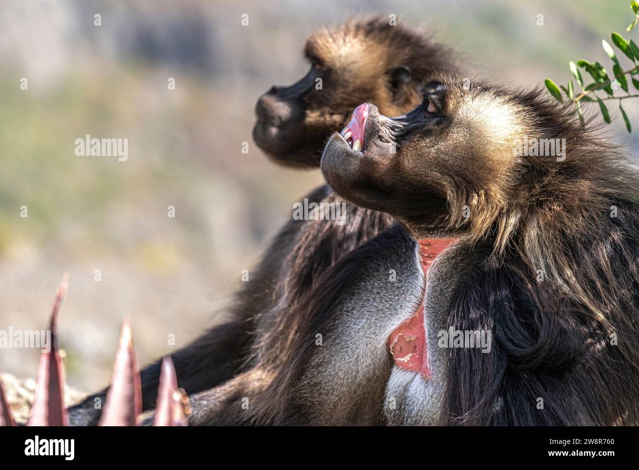 A gelada monkey opening its mouth wide to bear its teeth, Simien ...