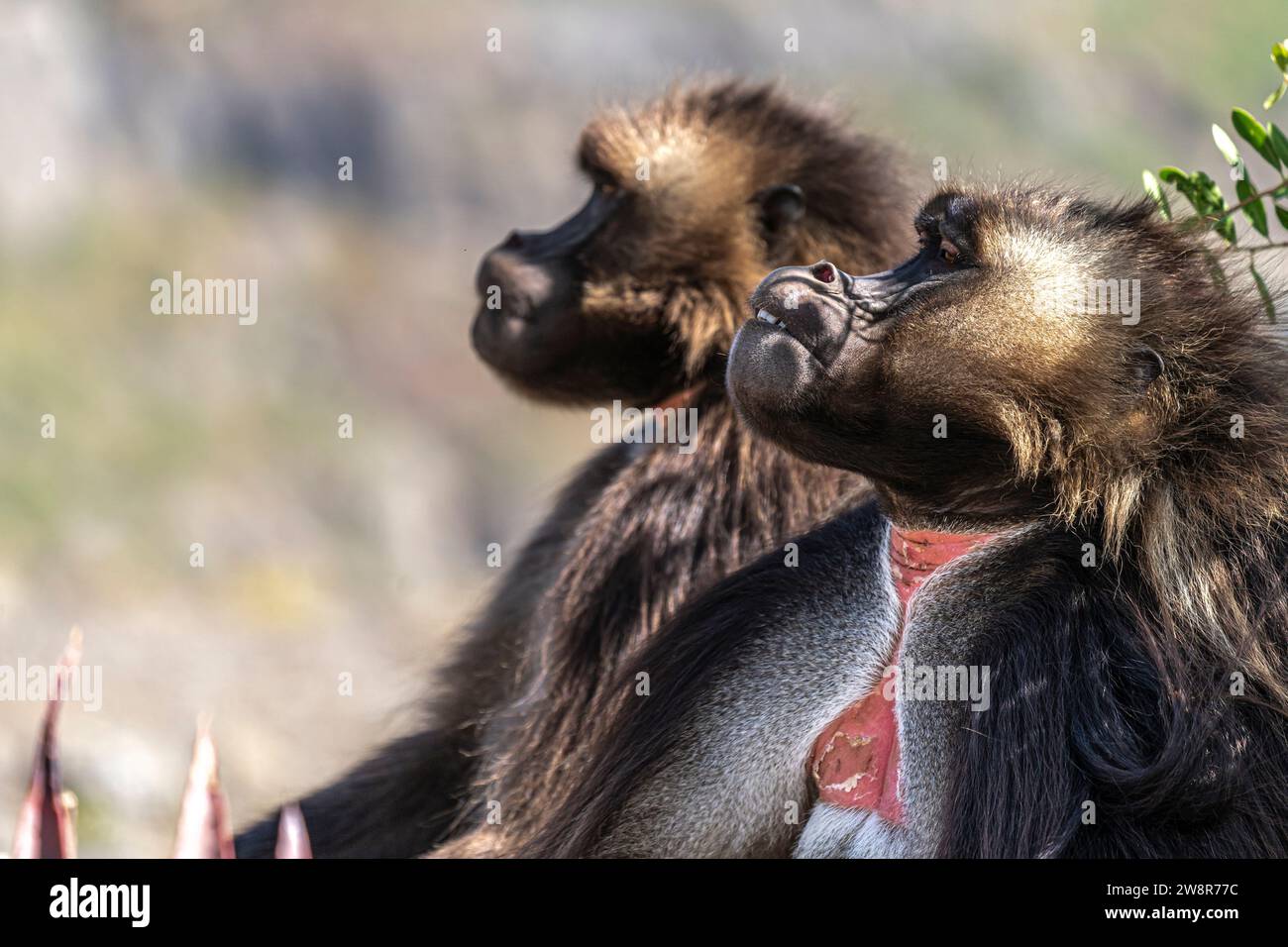 A gelada monkey opening its mouth wide to bear its teeth, Simien ...