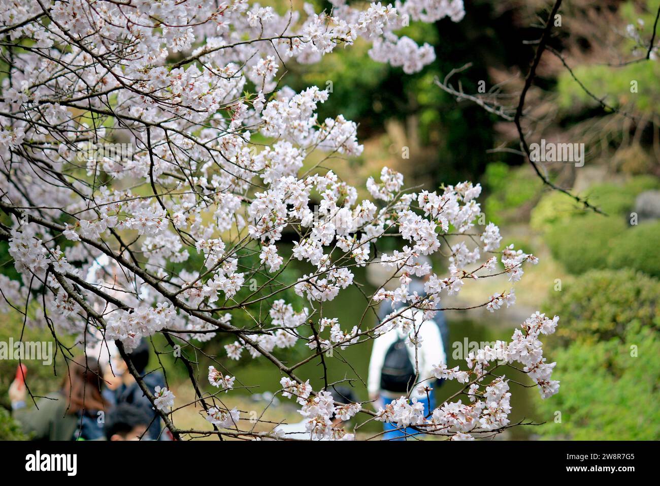 Daily Life in Japan A spring park where cherry blossoms bloom, where ...