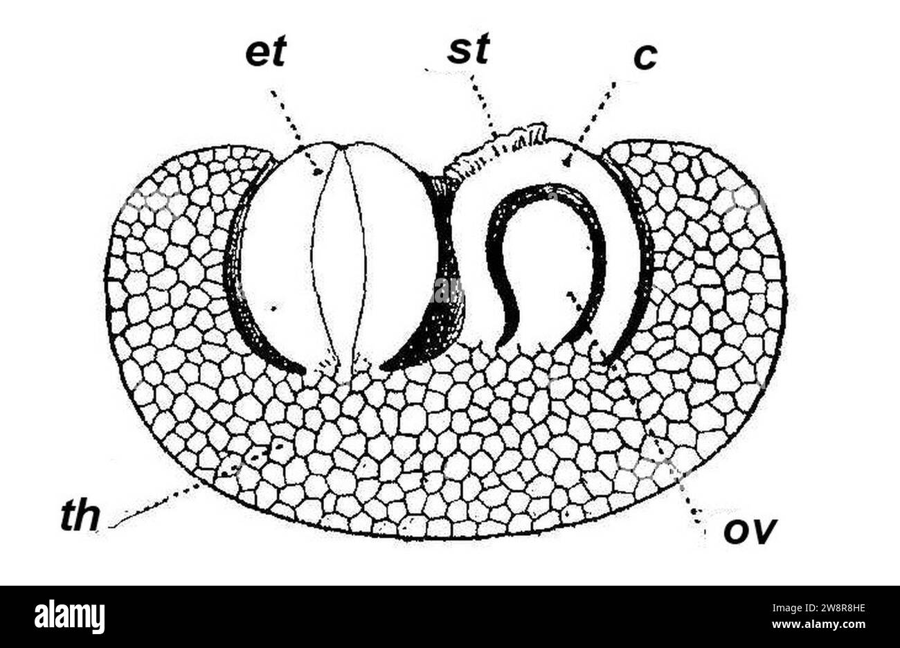 Schematique Black and White Stock Photos & Images - Alamy