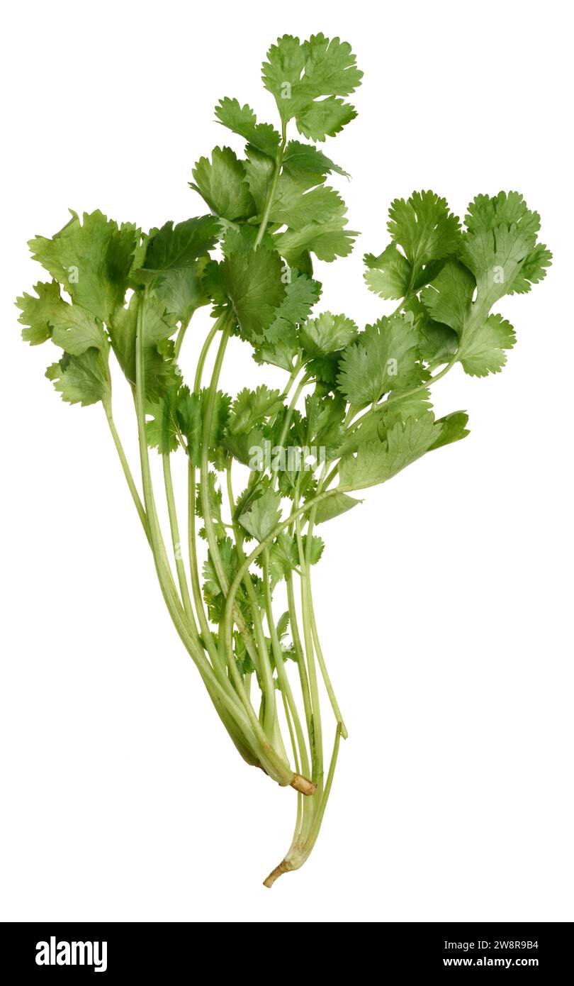 Fresh bunch of cilantro on isolated background, spice Stock Photo - Alamy