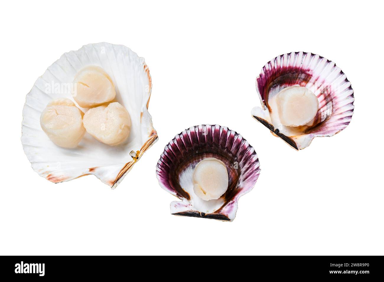 Raw seafood scallops meat on a shells. Isolated on white background ...