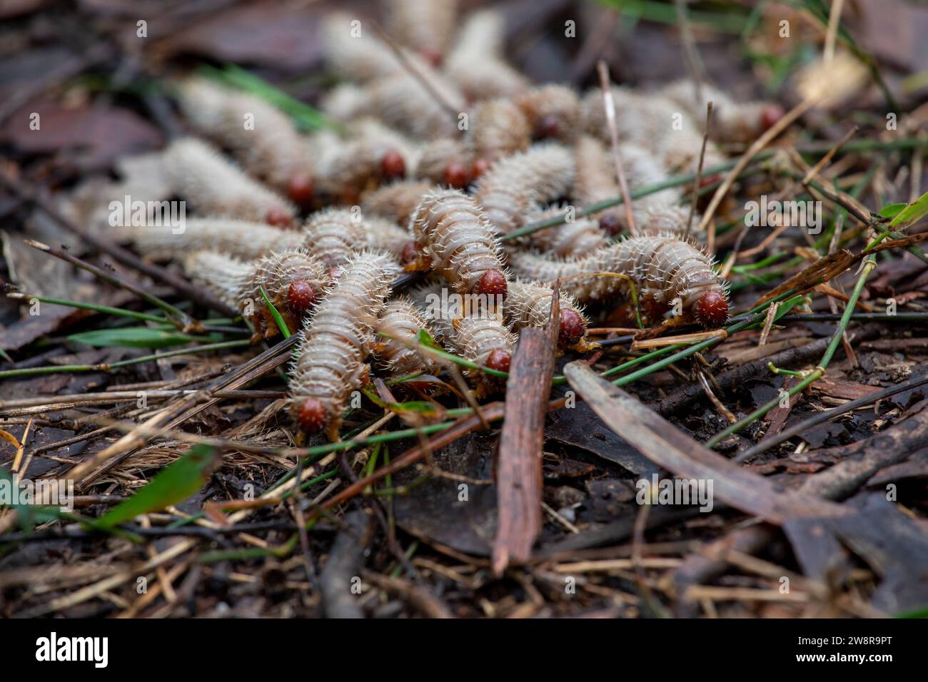 Swarm of sawfly larvae, close up of heads on the ground Stock Photo - Alamy