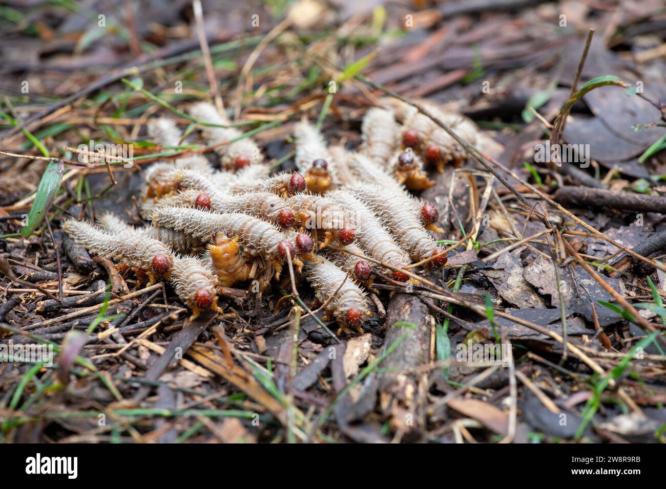 Spitfire larvae swarm on the ground Stock Photo - Alamy