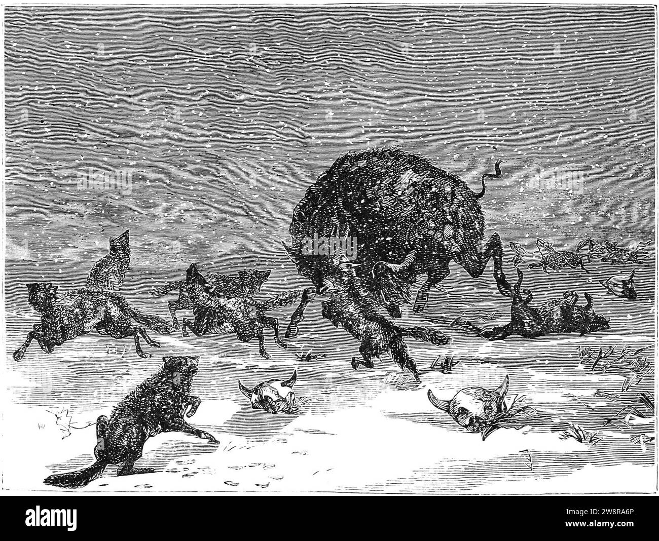 WOLVES ATTACKING A BUFFALO Stock Photo - Alamy