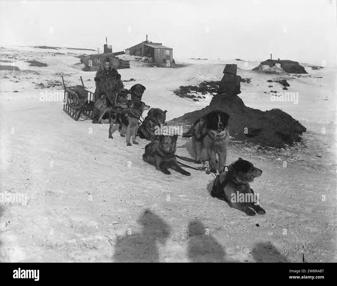 Woman and dogsled team resting in snow, Nome, Alaska, circa 1905 (AL CA ...