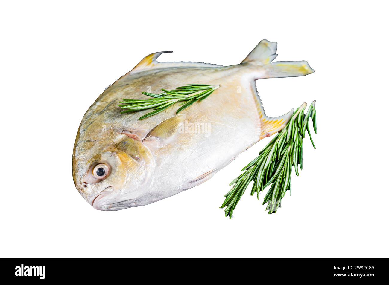 Pompano Cut Out Stock Images & Pictures - Alamy