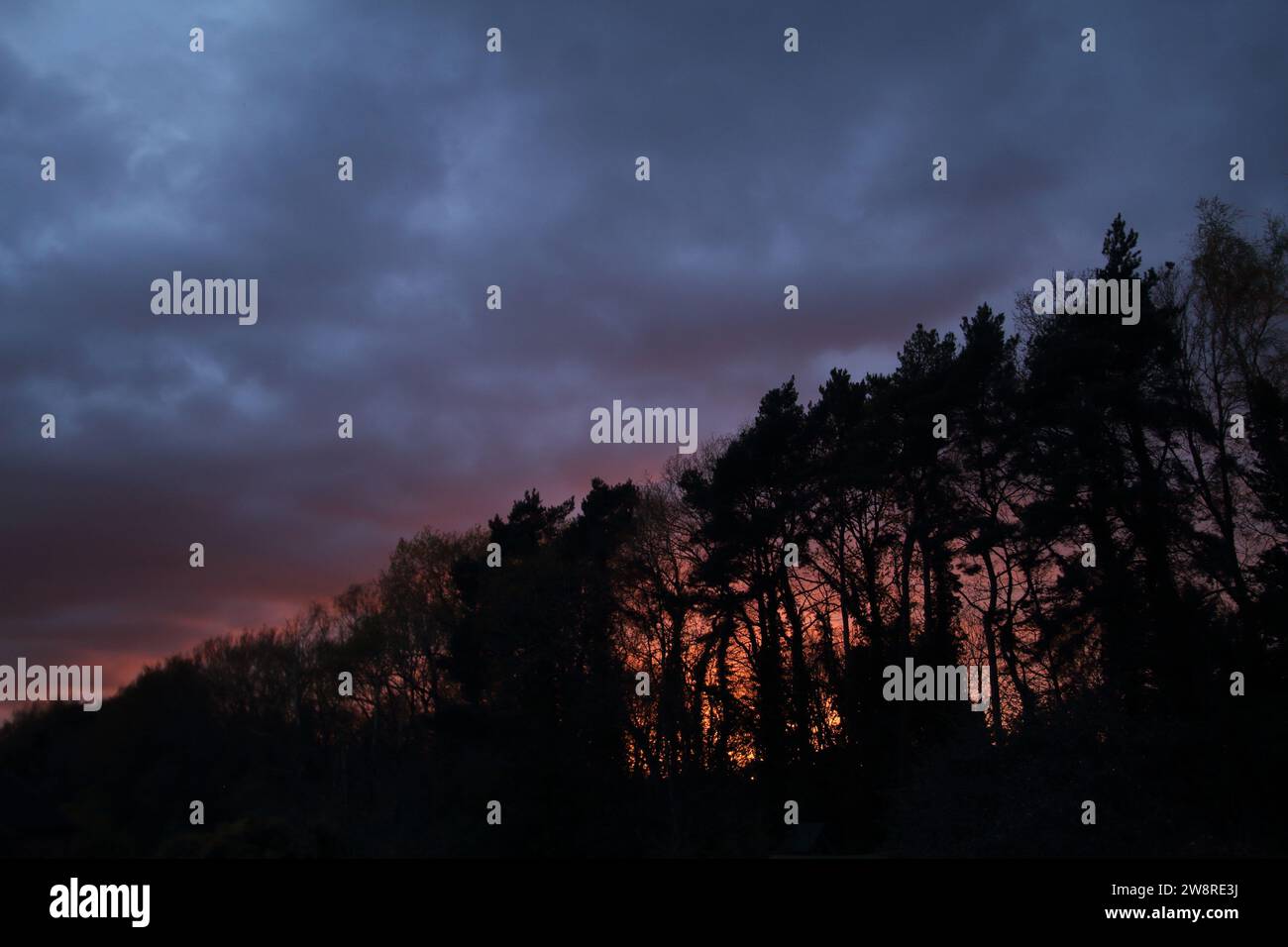 Sunset with line of trees diagonal across picture Stock Photo - Alamy