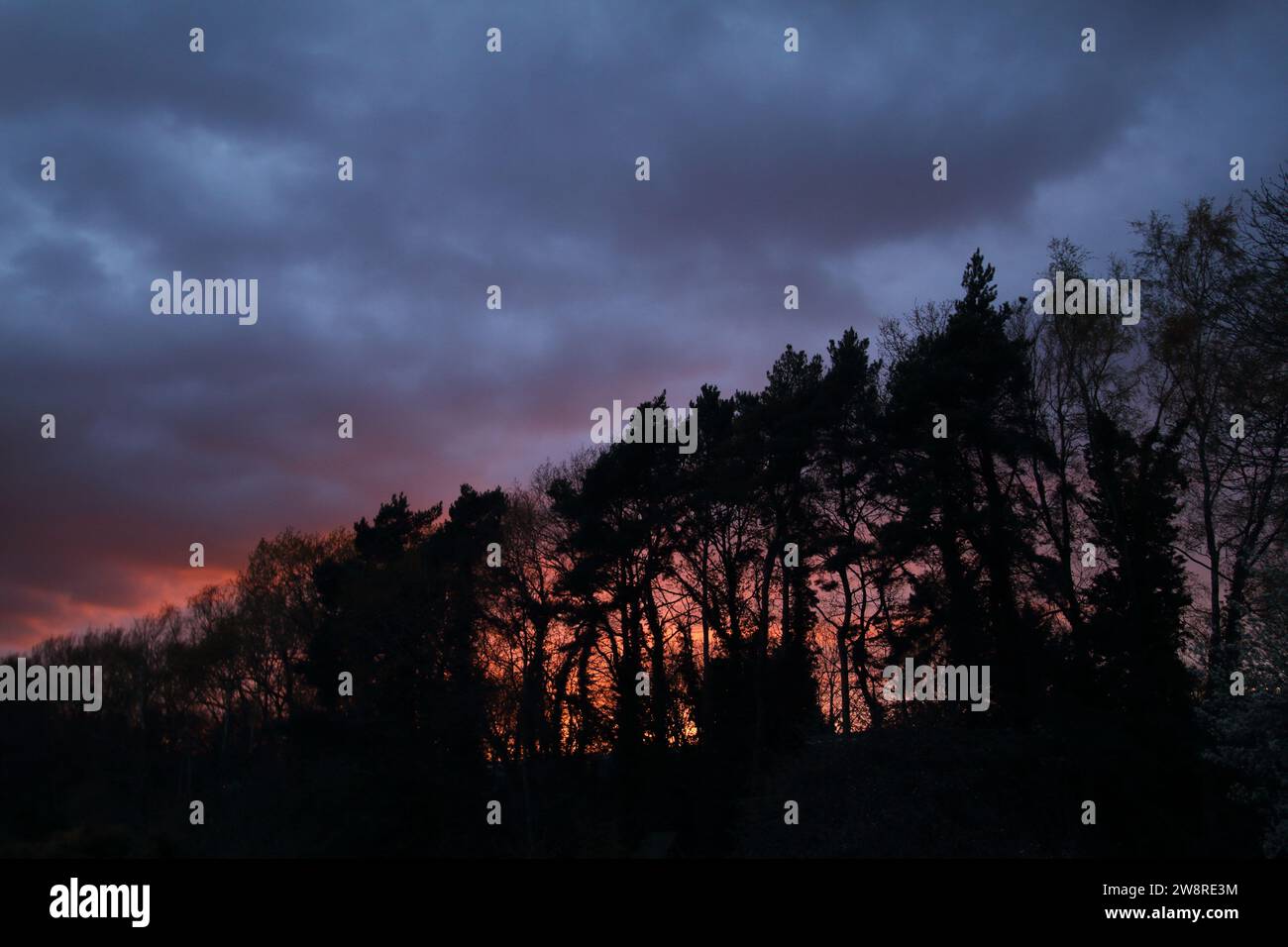 Sunset with line of trees diagonal across picture Stock Photo - Alamy
