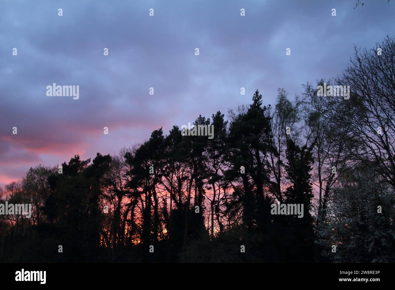 Sunset with line of trees diagonal across picture Stock Photo - Alamy
