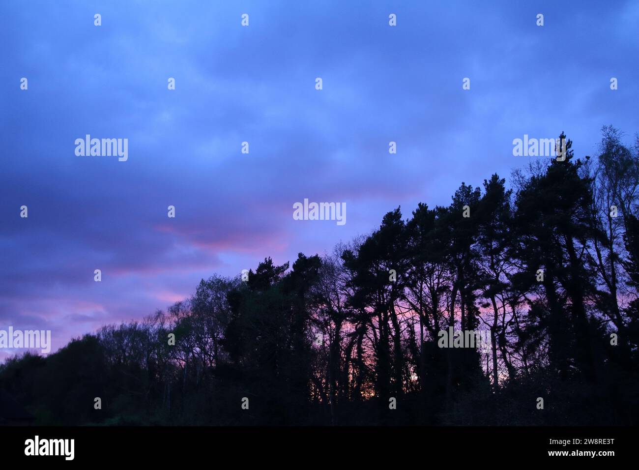 Sunset with line of trees diagonal across picture Stock Photo - Alamy