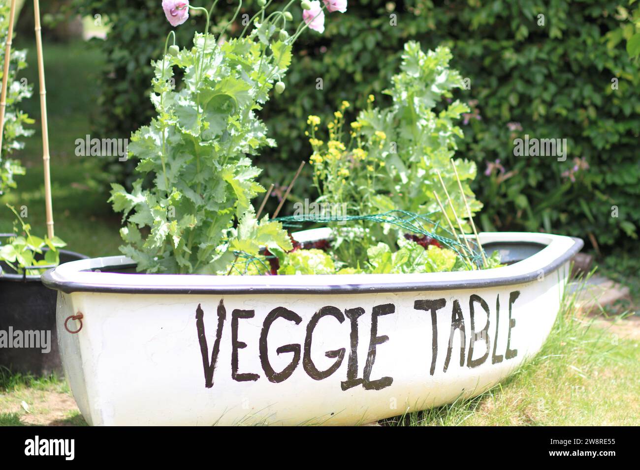 Vegetables growing in an old boat in a garden, with words Veggie Table written on the side of ...