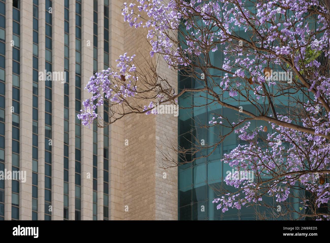 Spring Blooming jacaranda, the facade of a modern building in Israel ...