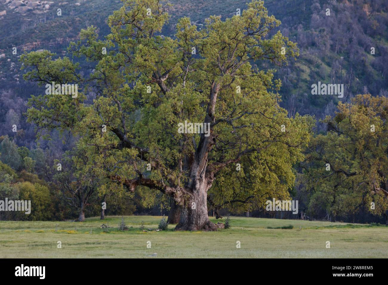 A mature disiduous Oak Tree in the Milpitas Special Interest Area of ...