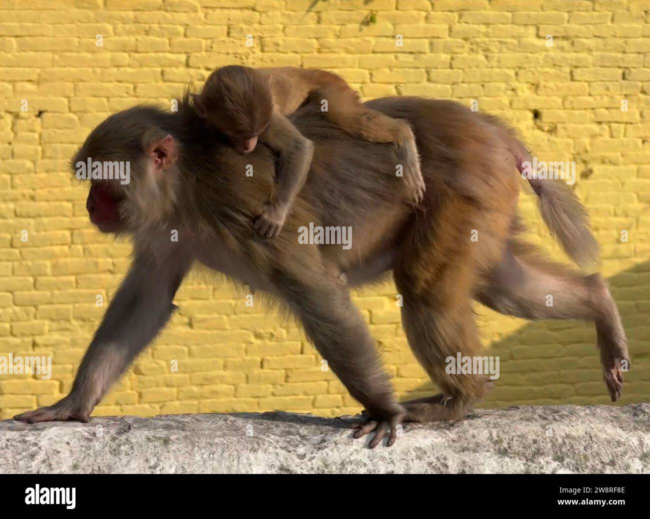 Rhesus Macaques make their home in Pashupatinath, a Hindu Temple in ...