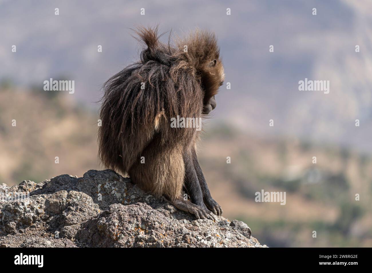 Group of Gelada monkeys (Theropithecus gelada) in Simien mountains ...