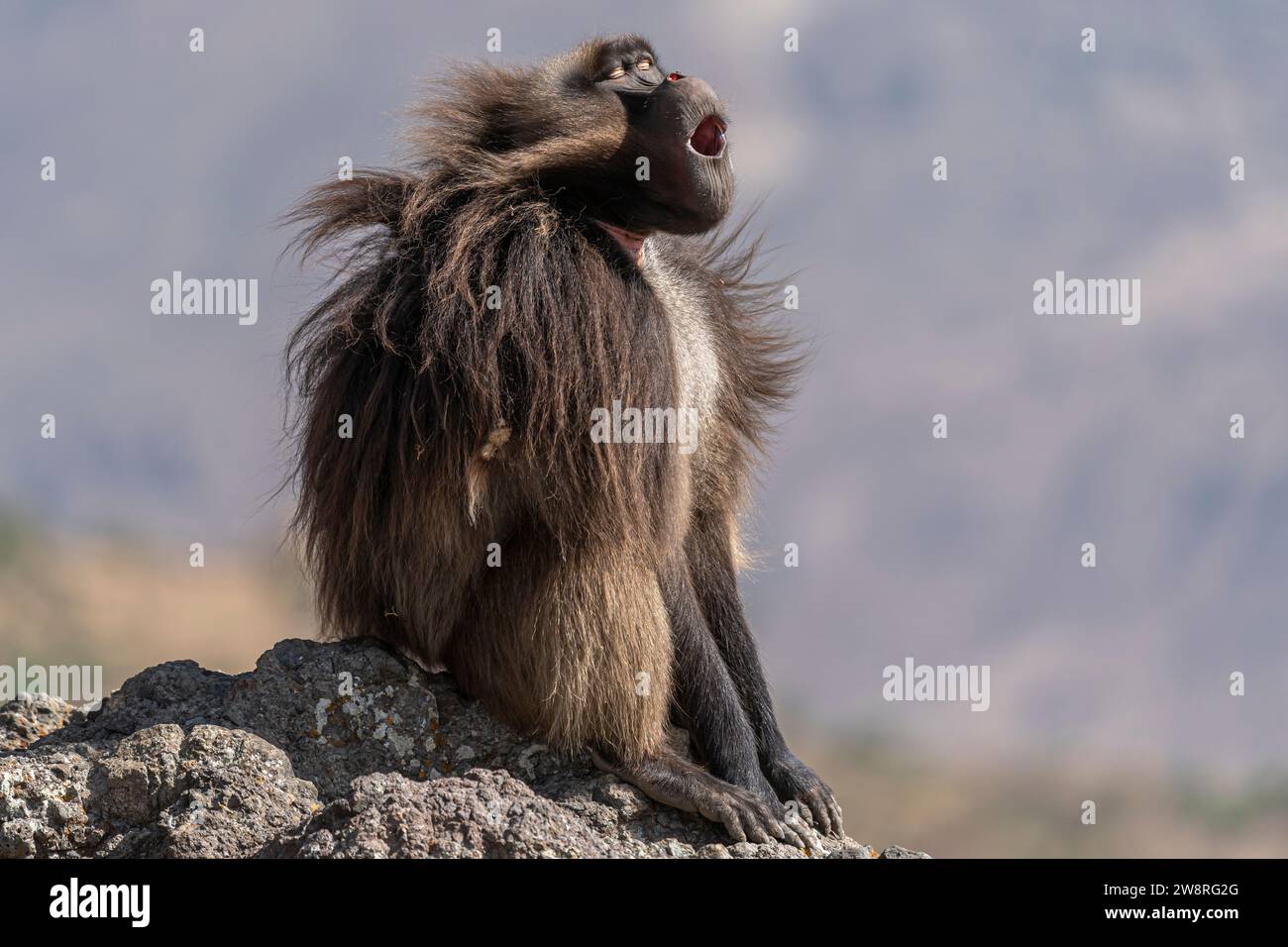 A gelada monkey opening its mouth wide to bear its teeth, Simien ...