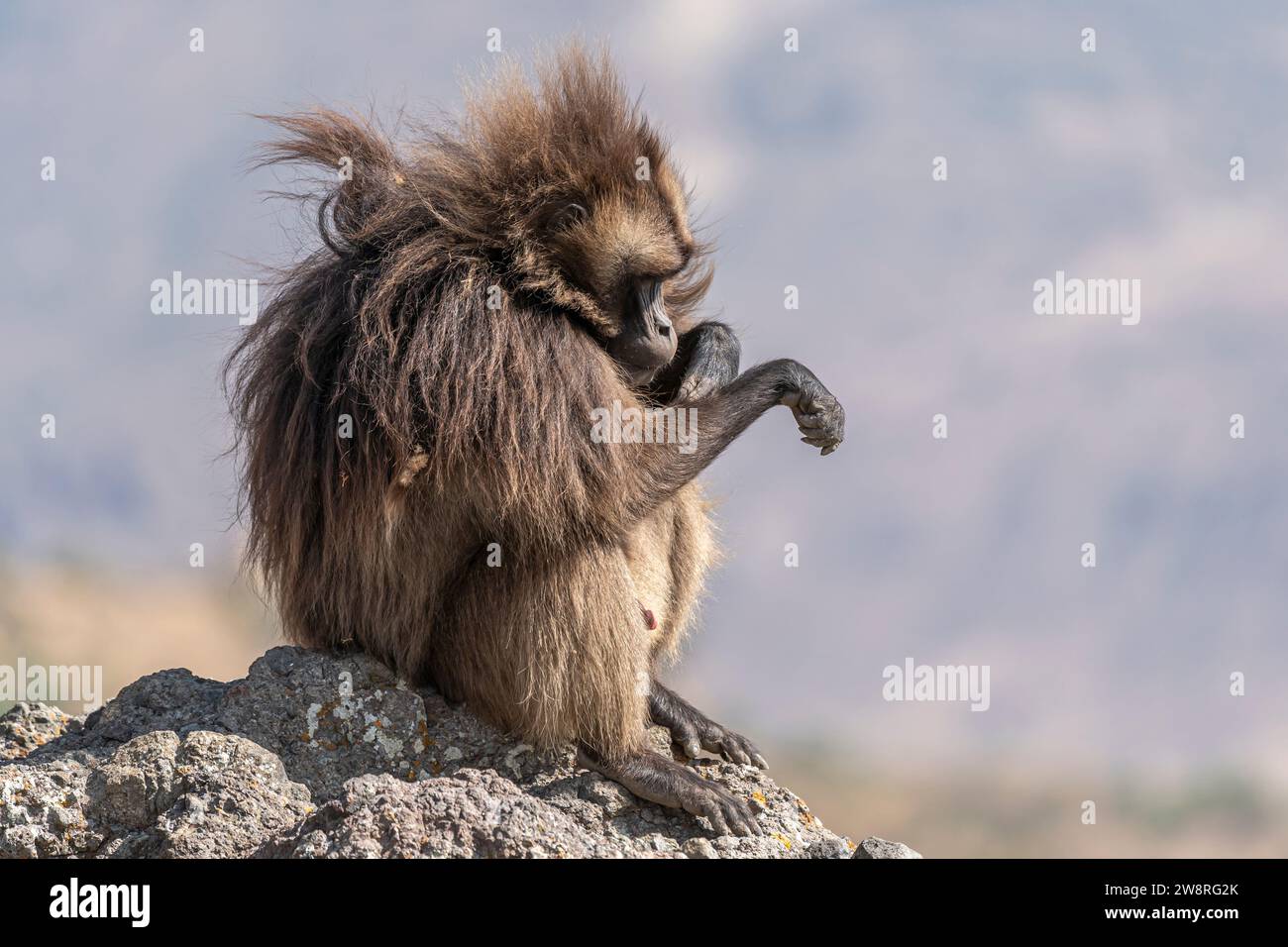 Group of Gelada monkeys (Theropithecus gelada) in Simien mountains ...