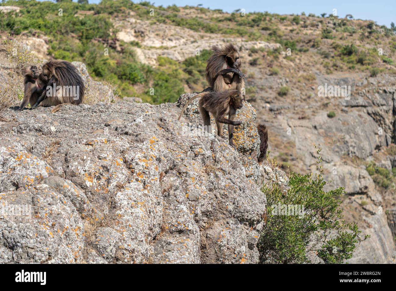 Group of Gelada monkeys (Theropithecus gelada) in Simien mountains ...