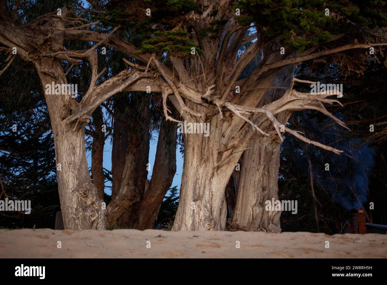 Cypress Trees at Monastery Beach - Carmel, California Stock Photo - Alamy