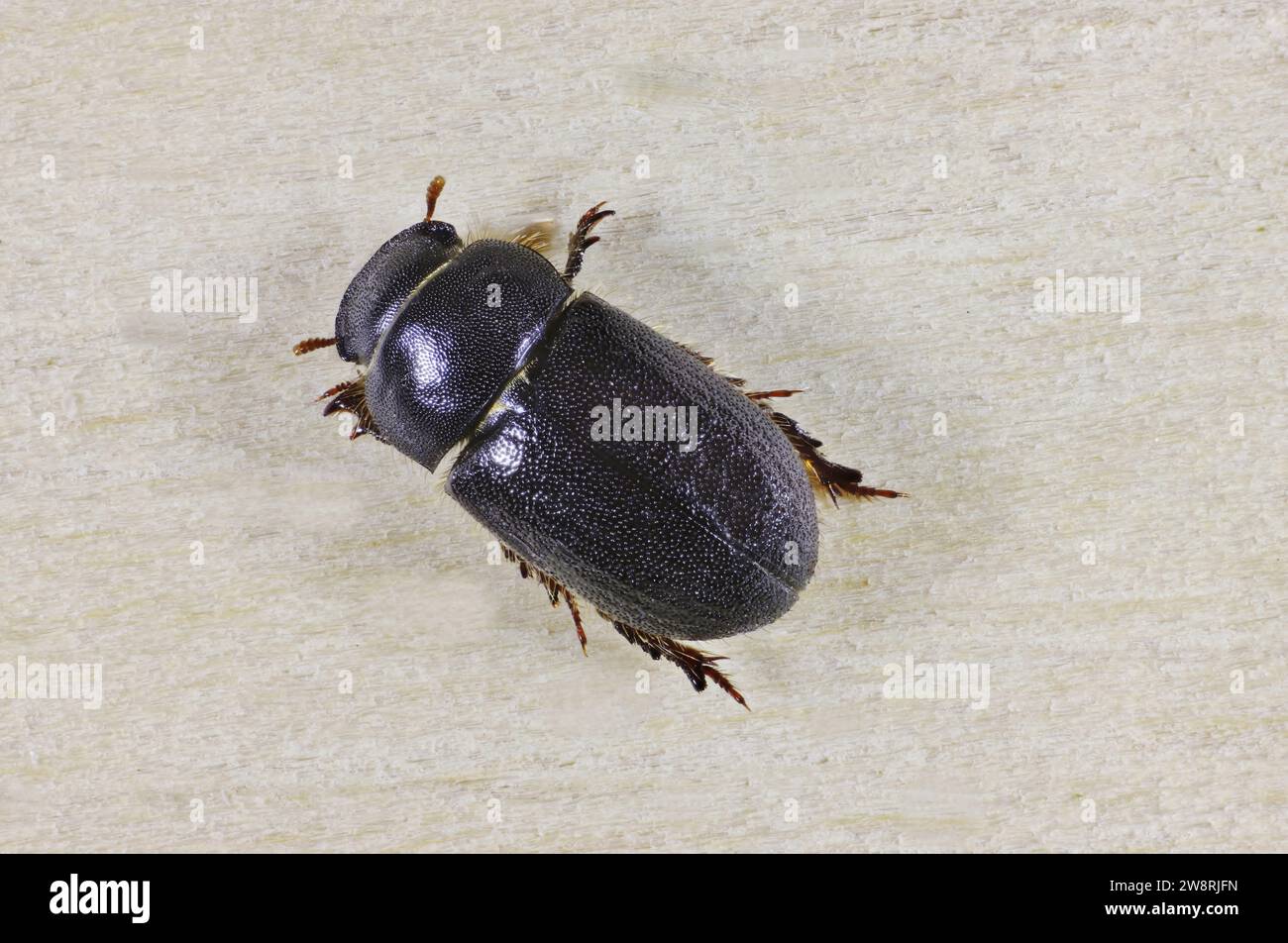 Close-up dorsal view of Darkling Beetle (Cheirodes sardous) South ...