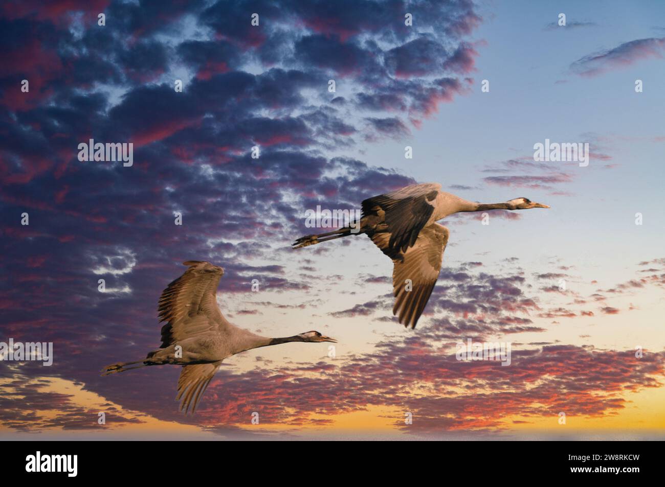 Common Crane in flight during migration Stock Photo - Alamy