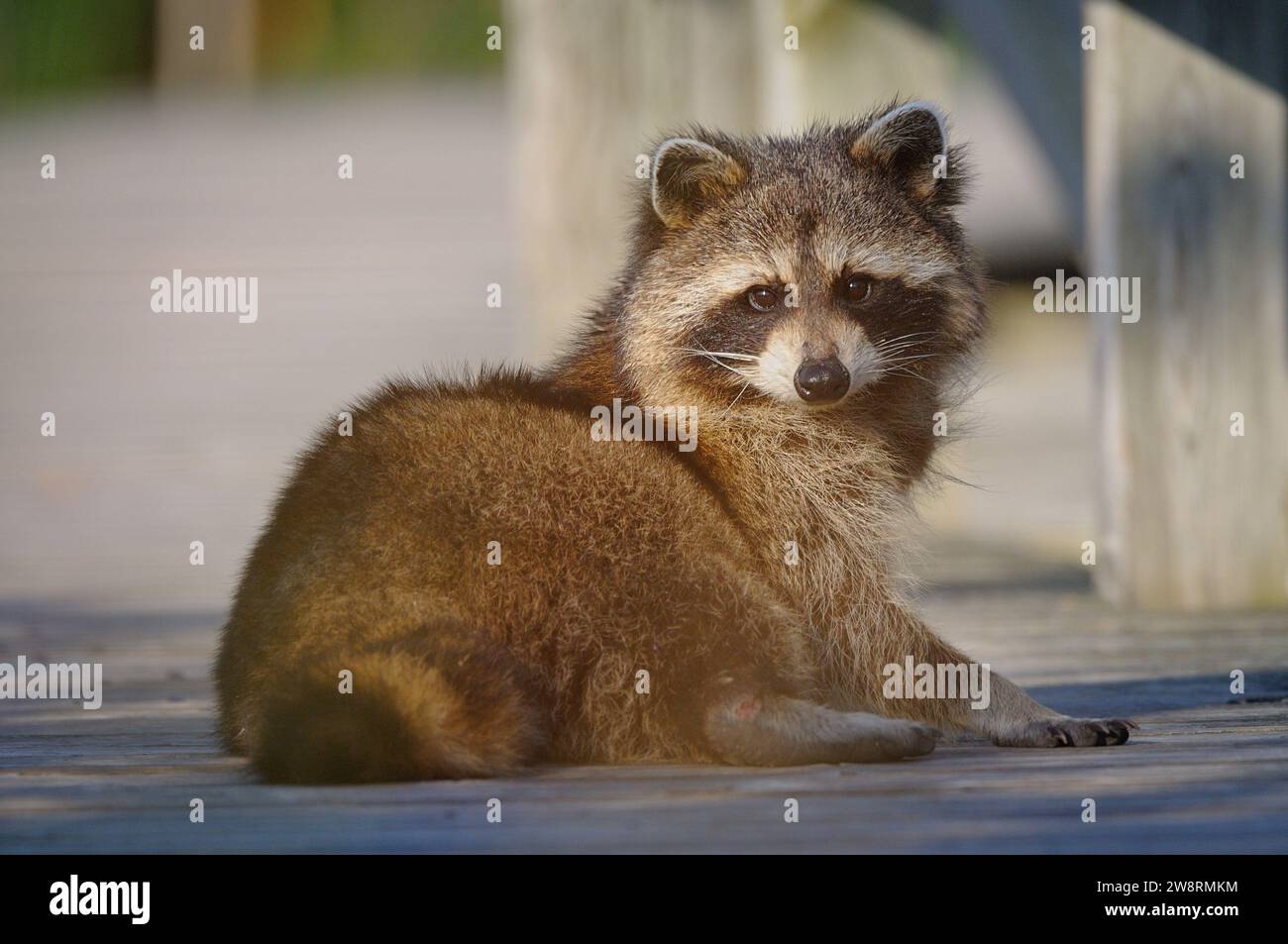 Jeunes raton laveur hi-res stock photography and images - Alamy