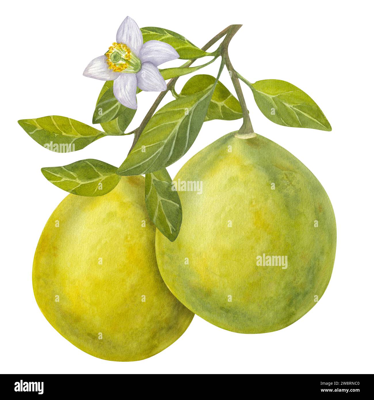 Pomelo largest citrus. Fresh yellow green juicy fruit on a branch, with ...