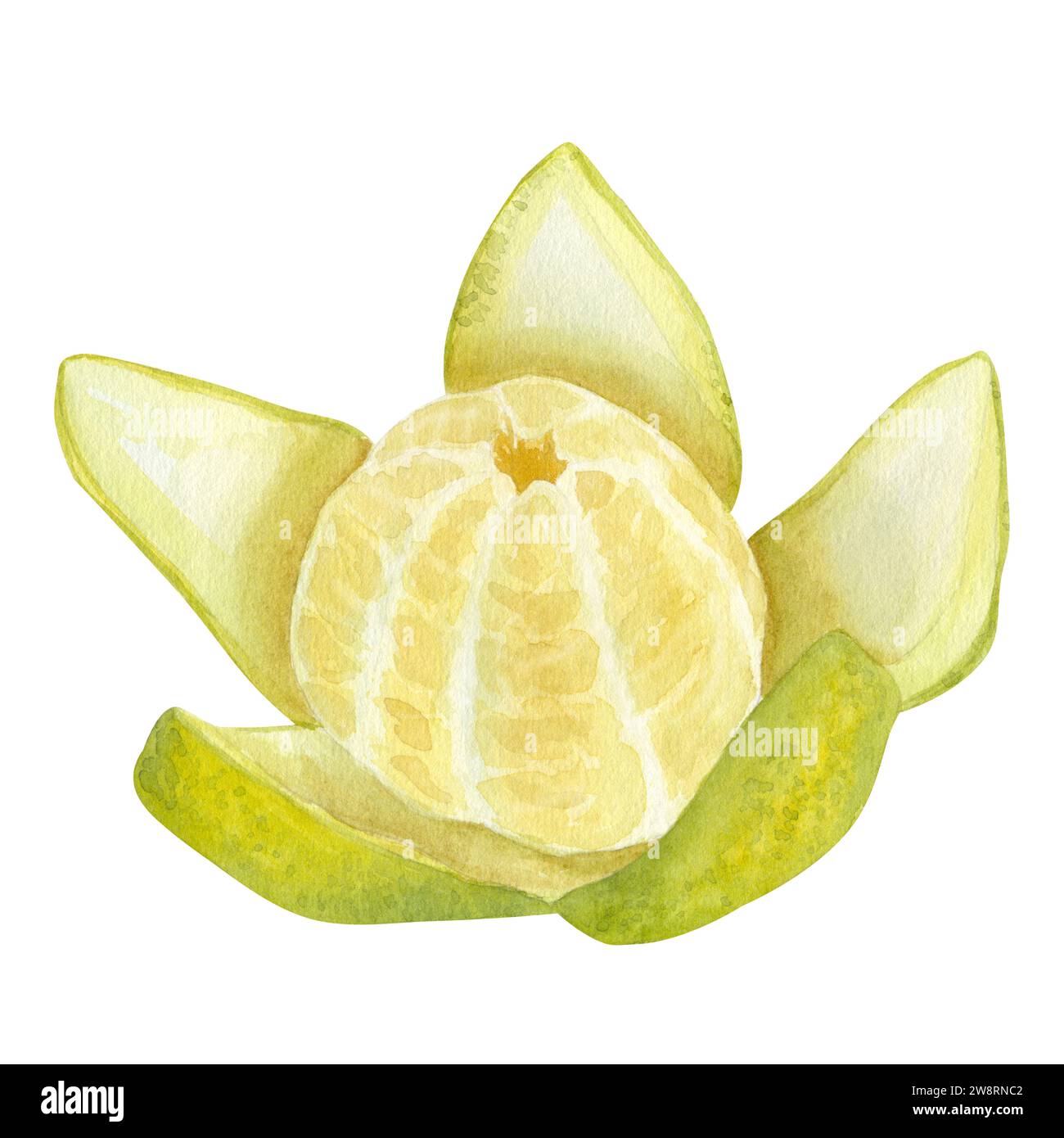 Pomelo peeled, largest citrus, peel and pulp. Fresh yellow green juicy ...