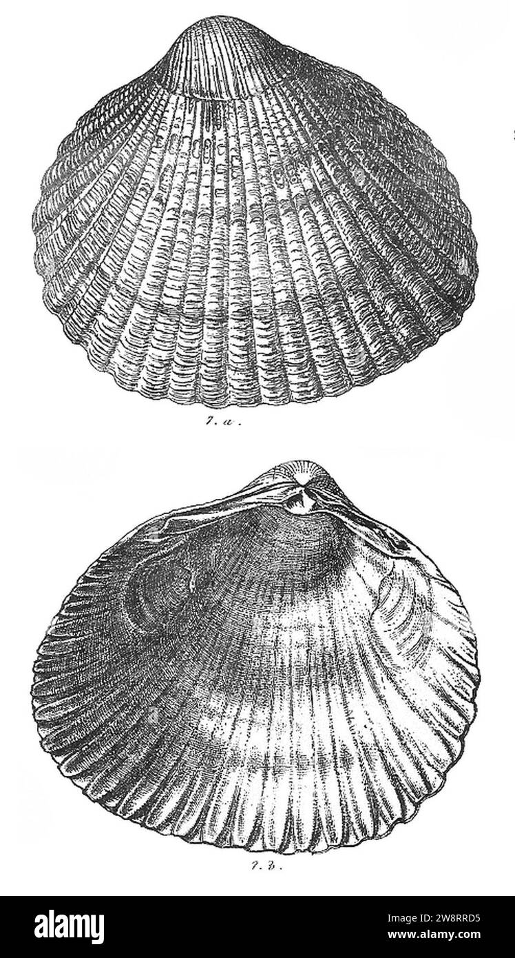 Wood-1 XIII-7 Cerastoderma parkinsoni Stock Photo - Alamy