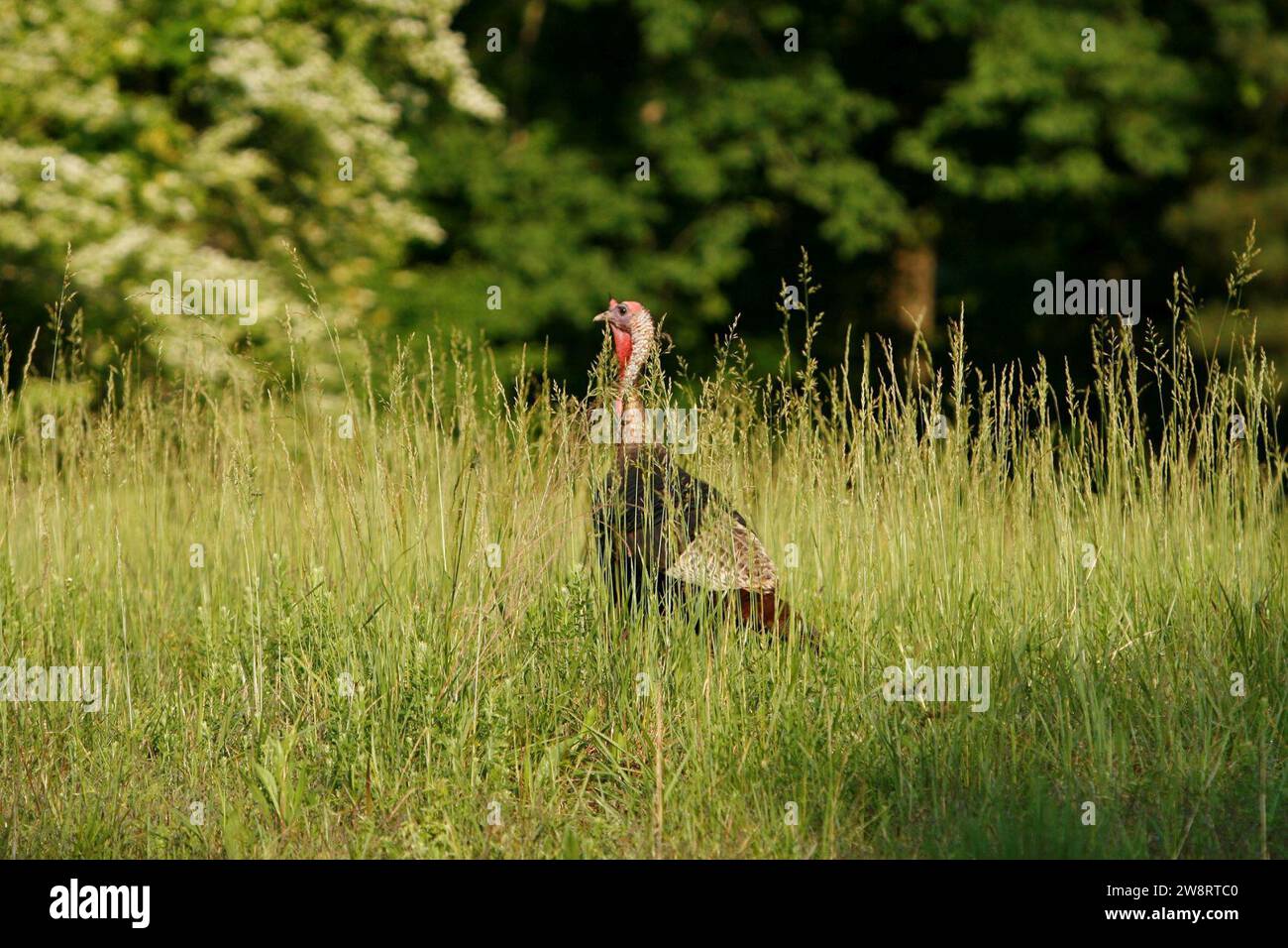 Woodlands Trace - A Wild Turkey from the Northern Nature Watch Area ...