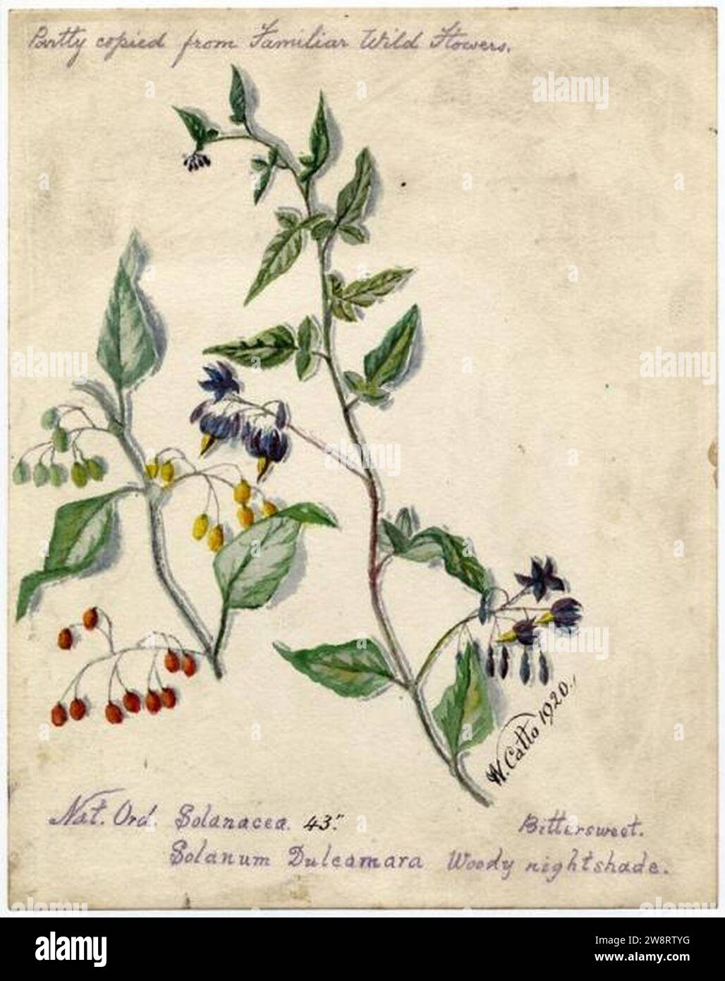 Woody nightshade (Solanum Duleamara) - William Catto Stock Photo - Alamy