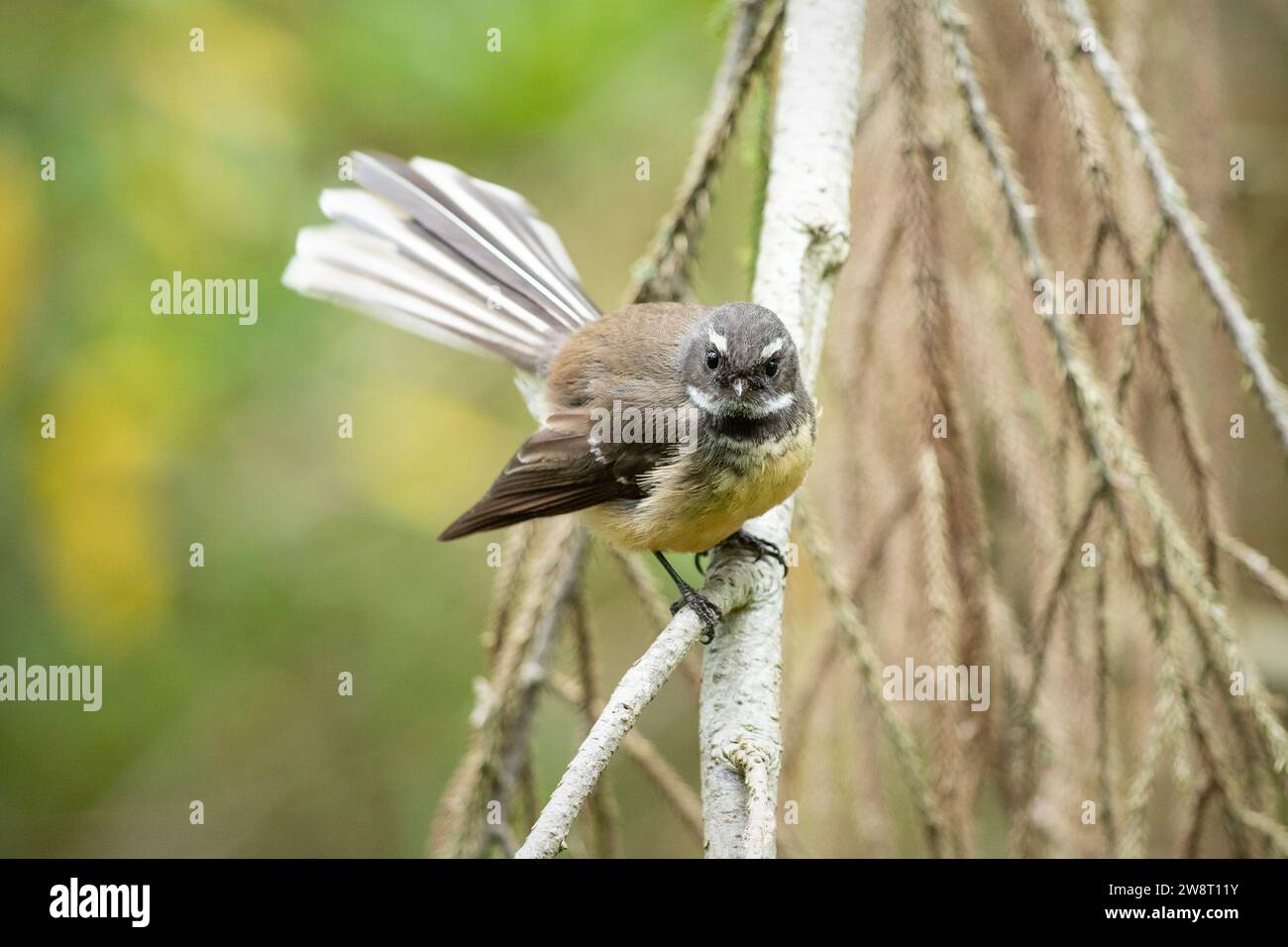 New Zealand fantail bird sitting on a Rimu branch Stock Photo - Alamy