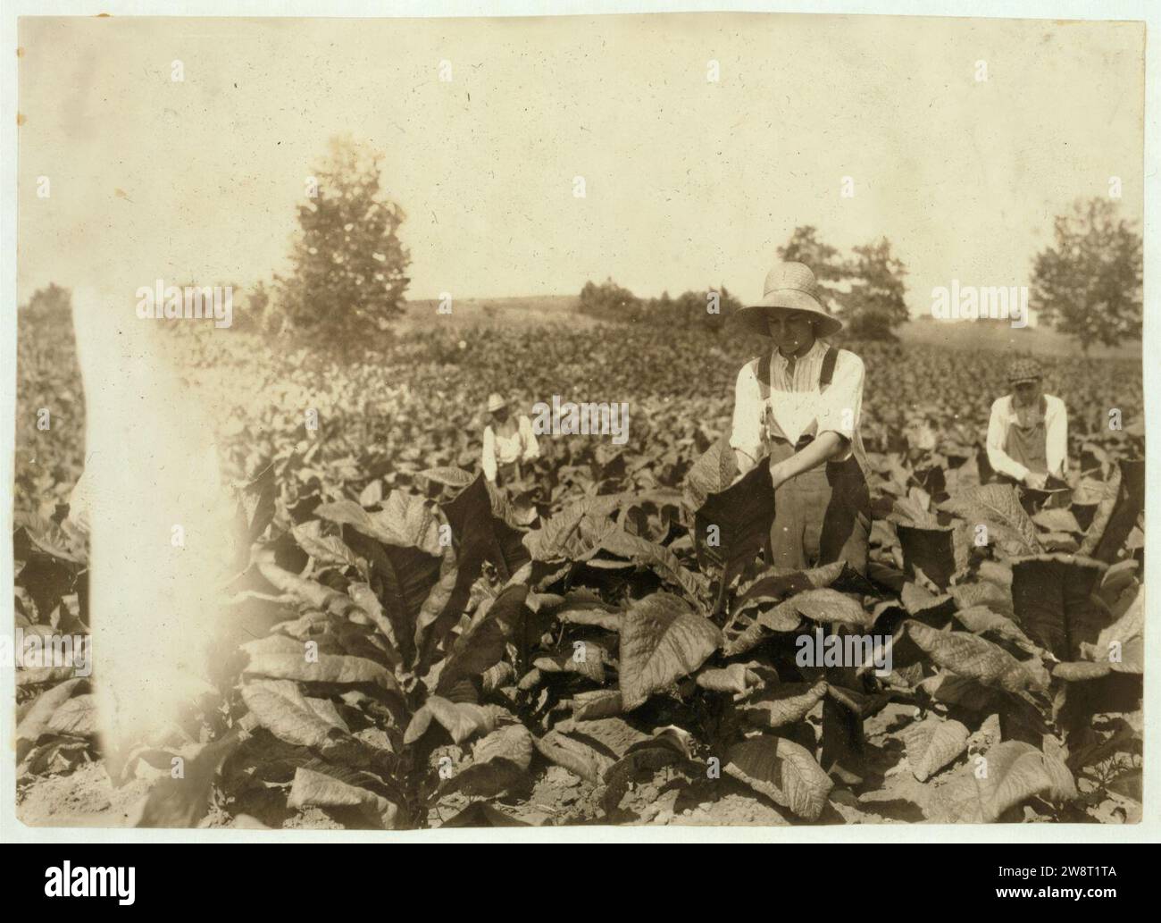 Worming tobacco. Part of family of D.K. Pruett who owns a prosperous ...