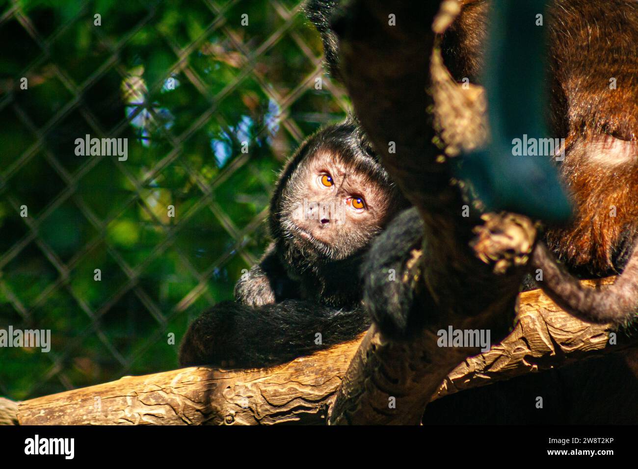 Tufted capuchin monkey sapajus apella hi-res stock photography and ...