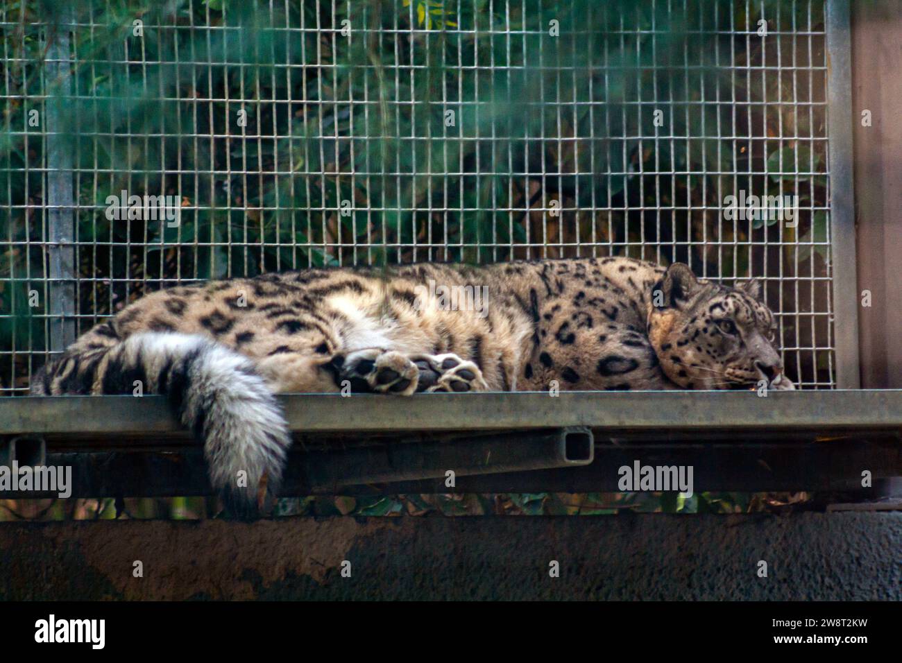 Sleeping snow leopard, Panthera uncia taking a nap Stock Photo - Alamy