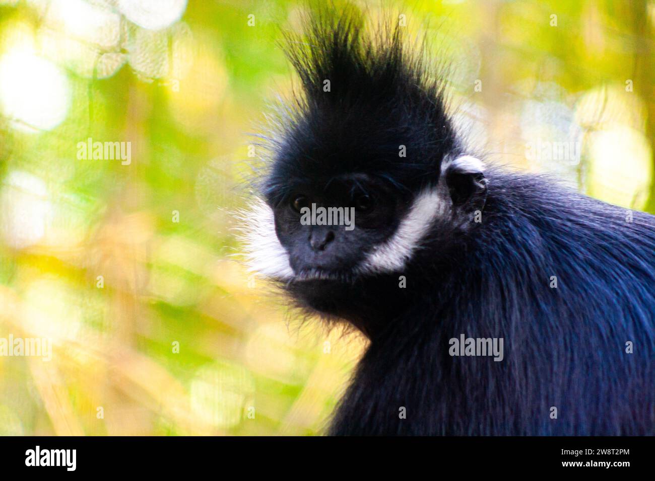 Francoisi hi-res stock photography and images - Alamy