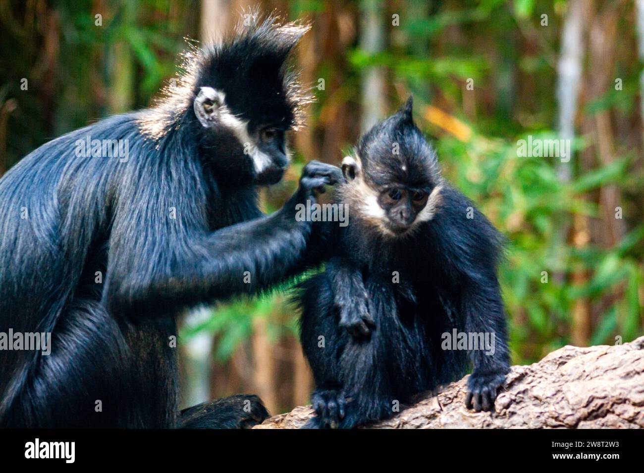 Francois leaf monkey hi-res stock photography and images - Alamy