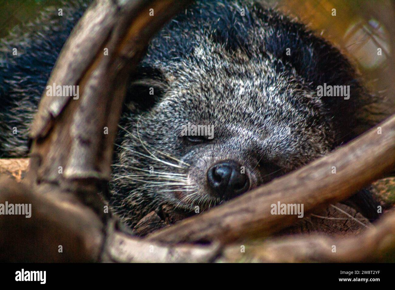 Sleeping binturong, Arctictis binturong, also known as the bearcat ...