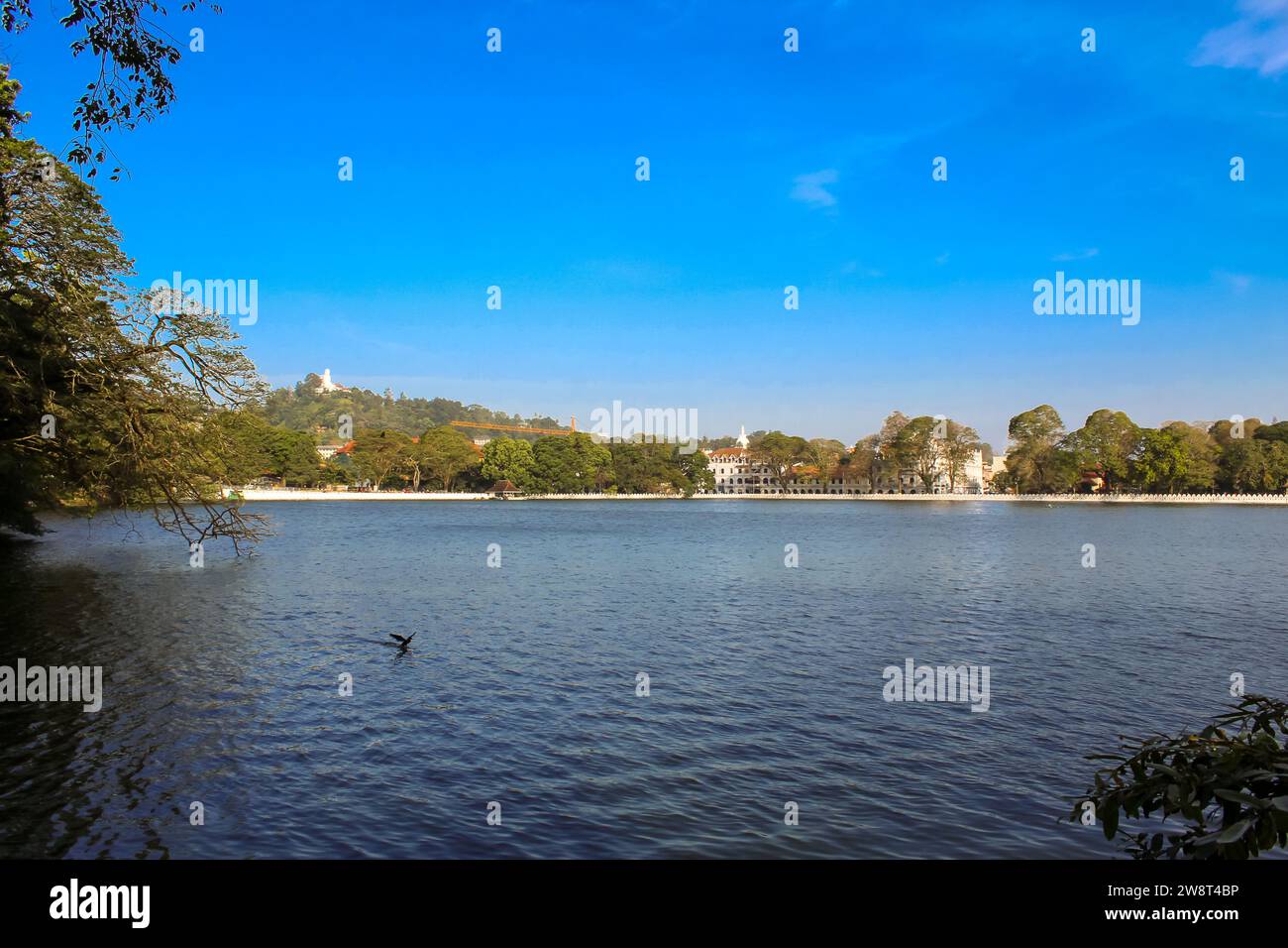 Magical light at the jungles in Kandy, Sri Lanka in the early morning ...