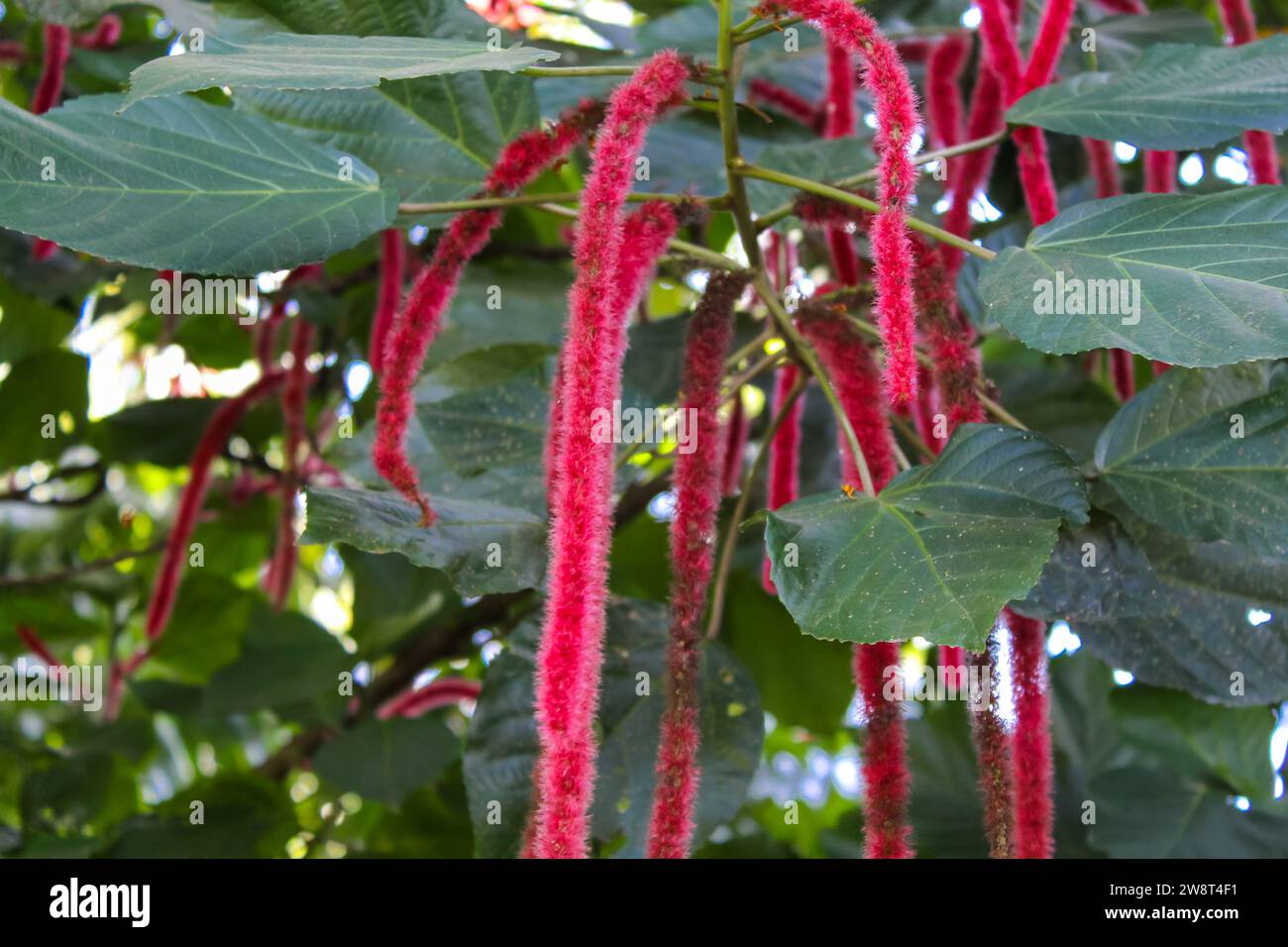 Flowers at Kings Botanical Garden in Peradeniya, Kandy, Sri-Lanka ...