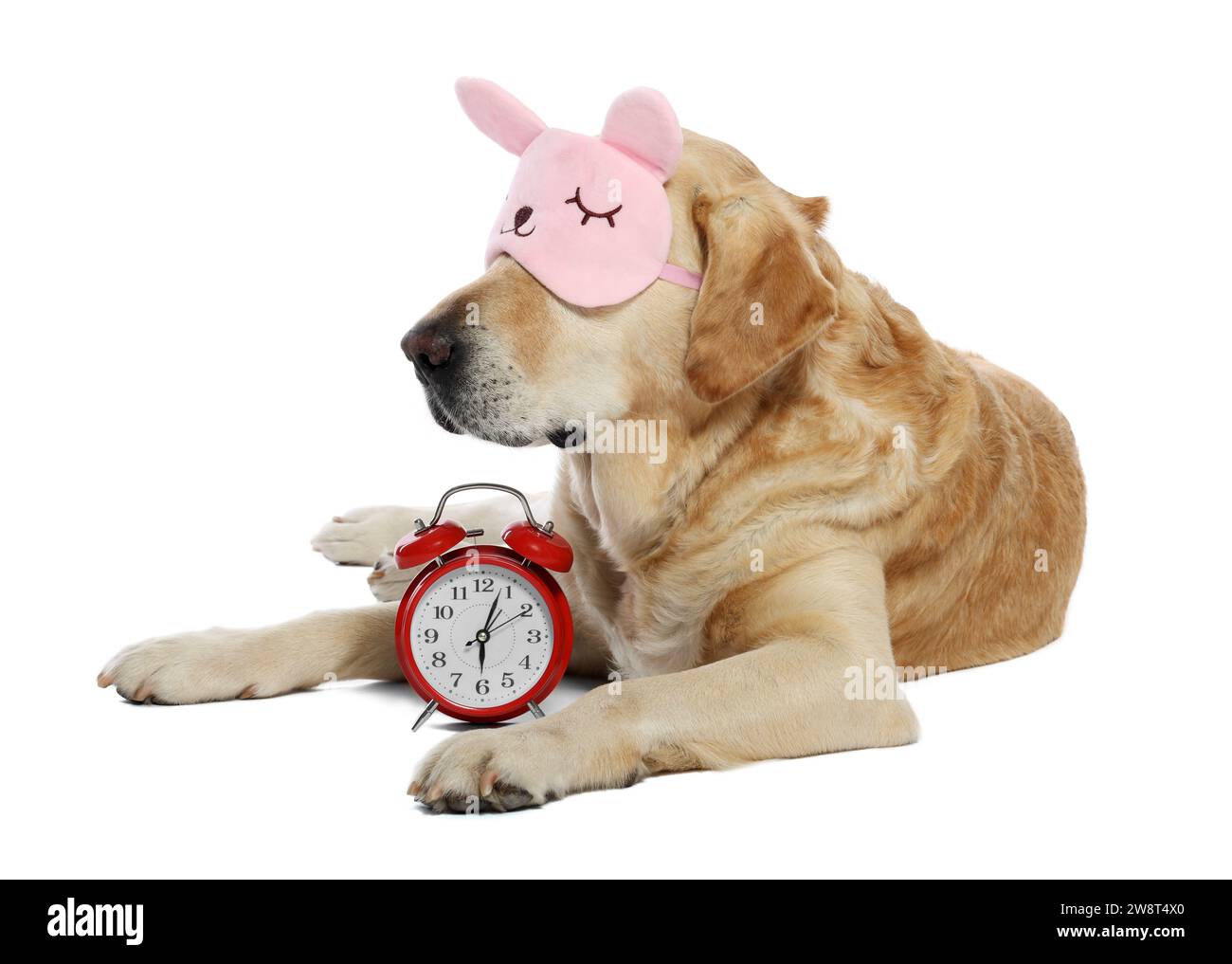 Cute Labrador Retriever with sleep mask and alarm clock resting on ...
