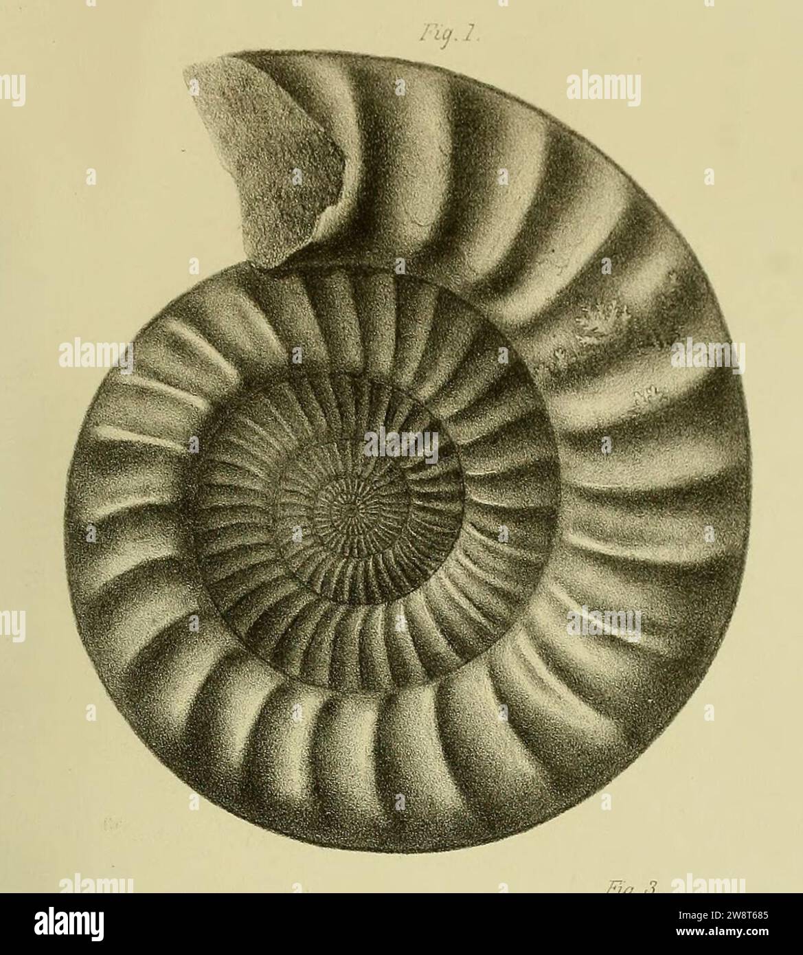 Arietites hi-res stock photography and images - Alamy