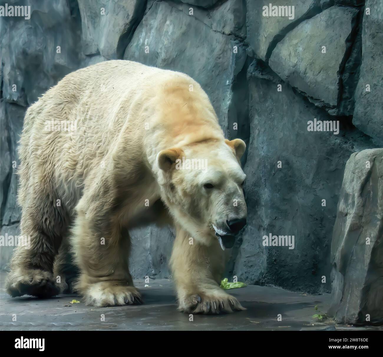 White polar bear pacing with its tongue out in front of a boulder on a ...