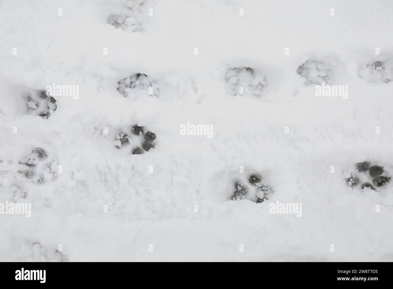 Animal trails on snow outdoors, top view Stock Photo - Alamy